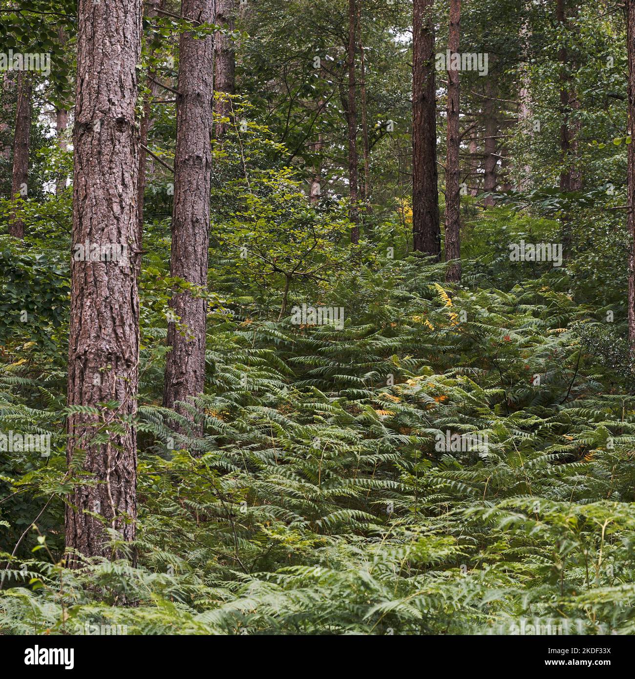 Bracken and confier trees in woodland plantation Stock Photo - Alamy