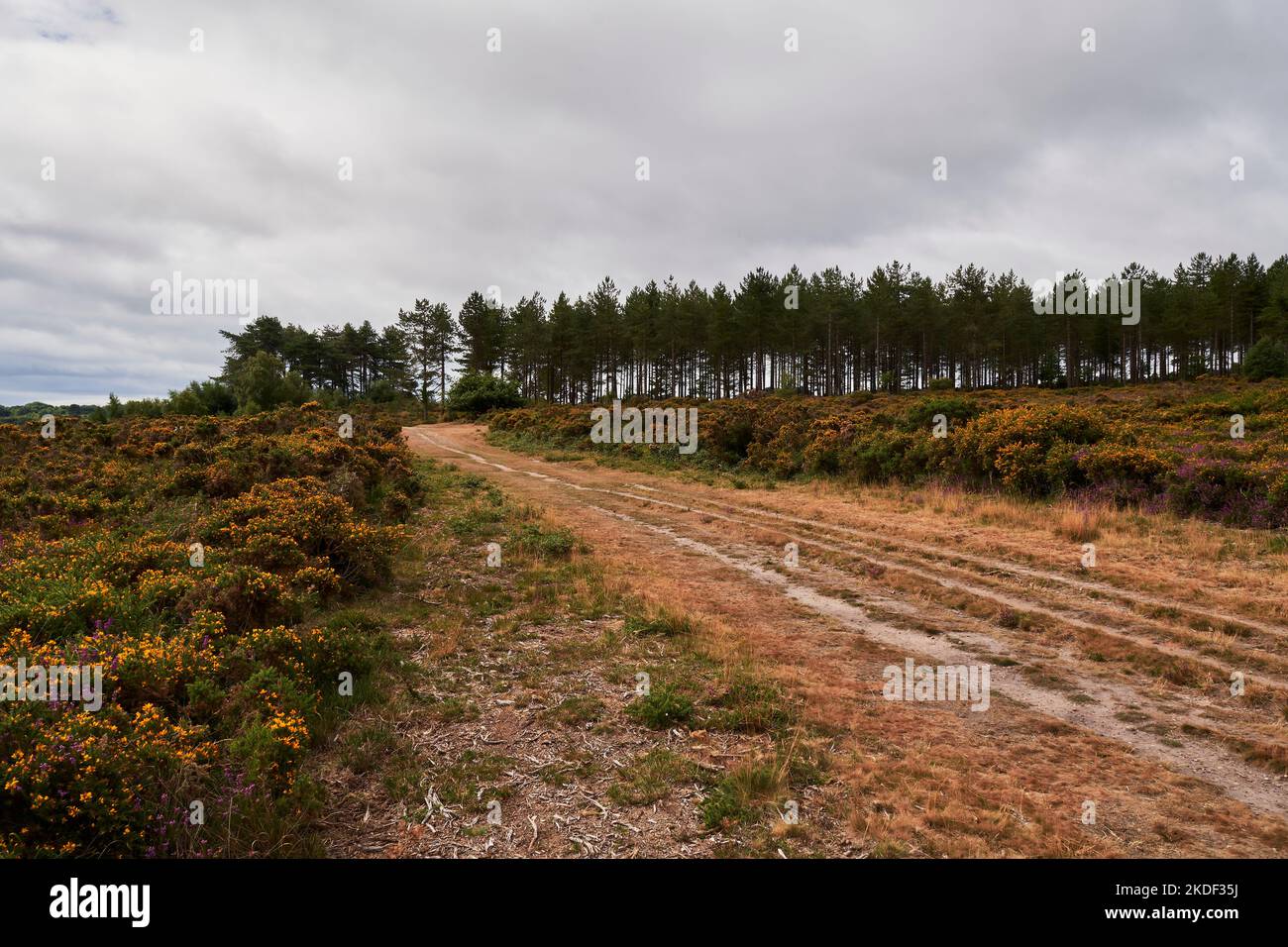 The Pebblebed heaths are a large expanse of heathland and woodland in ...