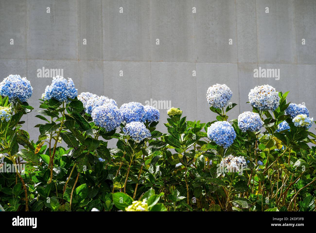 Hydrangea flowers in the city of Da Lat in Vietnam Stock Photo - Alamy