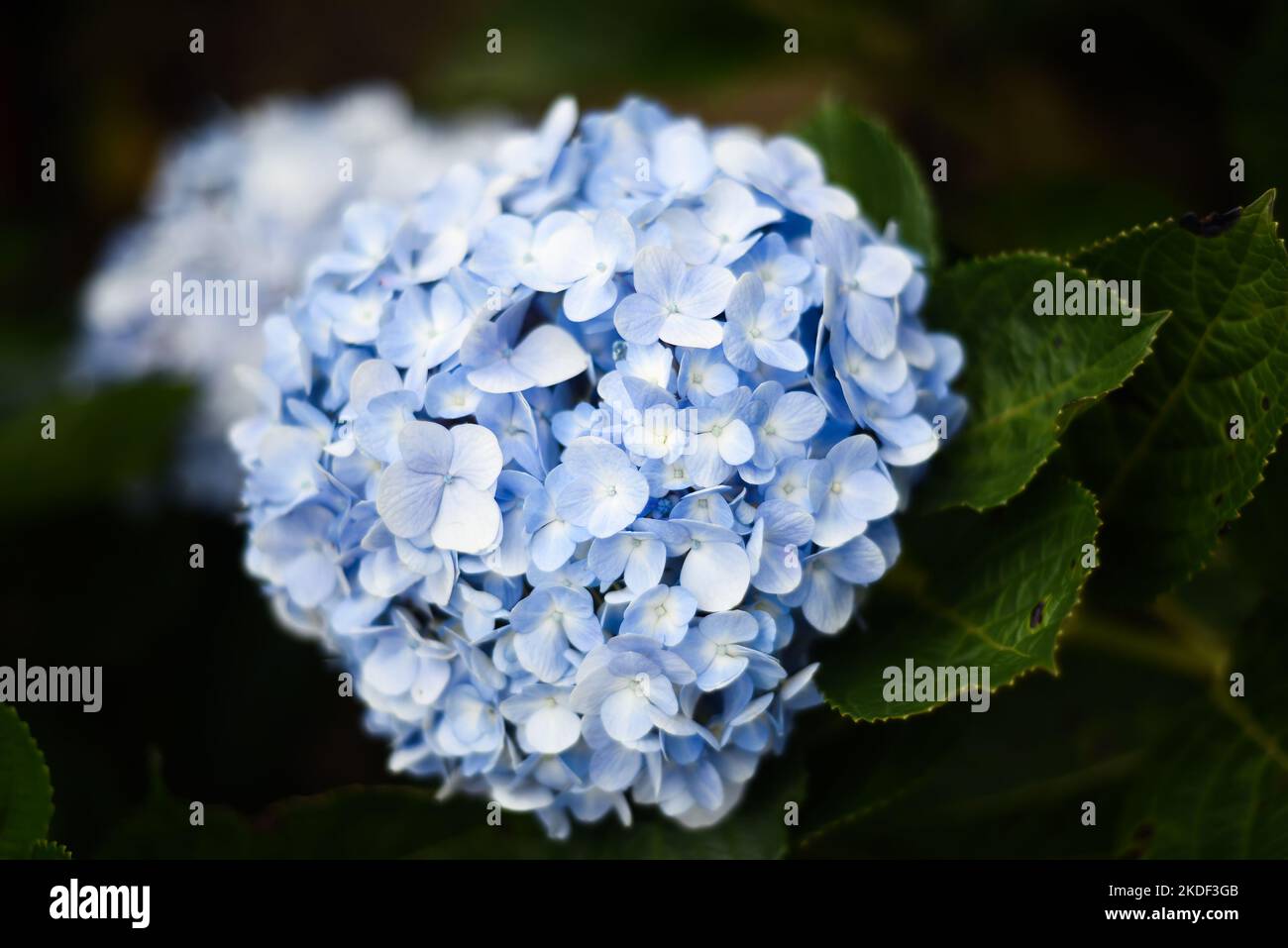 Hydrangea flowers in the city of Da Lat in Vietnam Stock Photo - Alamy