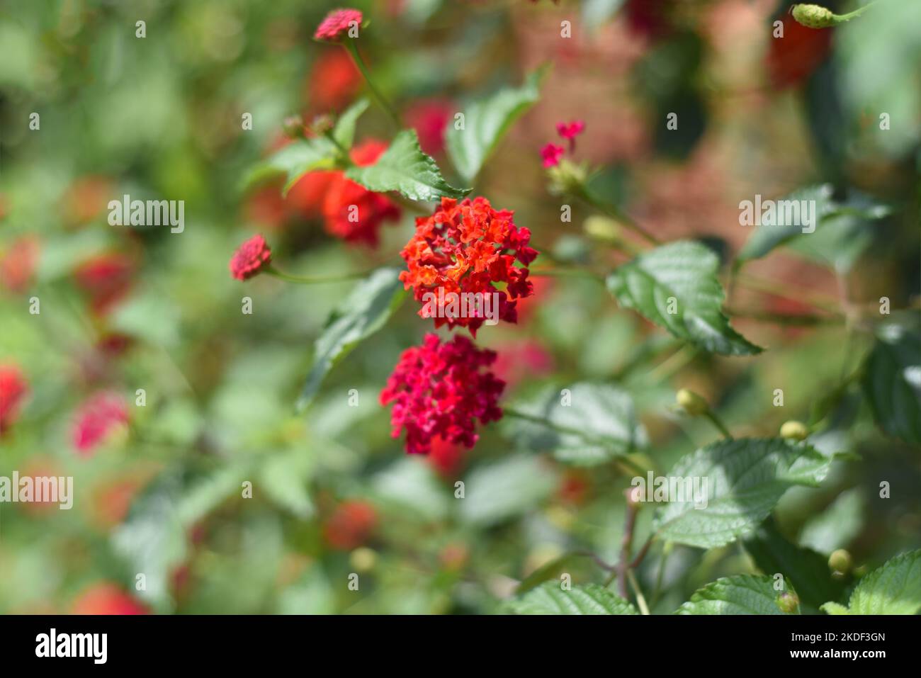 Lantana camara red (common lantana) flowers growing in Da Lat Vietnam ...