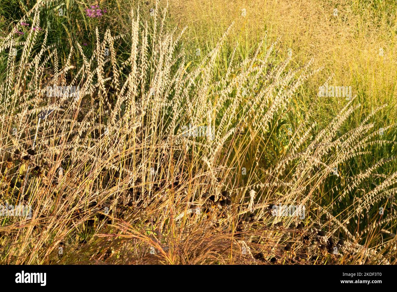Sideoats Grama Grass, Bouteloua curtipendula Stock Photo - Alamy