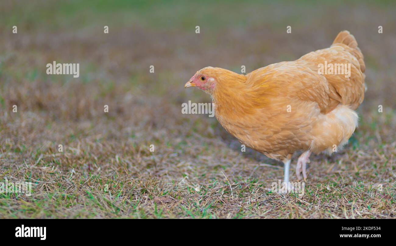 Golden chicken hen on a field with copy space to the left Stock Photo ...