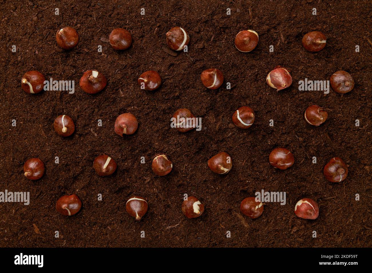 Tulip bulbs background. Fall tulips planting and gardening flat lay ...
