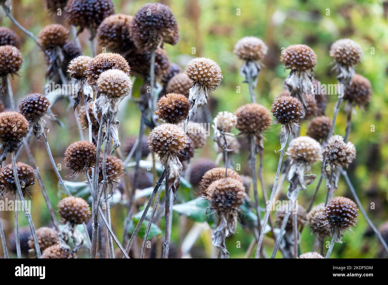 Monarda, Deadheads, Dried, Seedheads, Beebalm, Plant, Seed heads ...