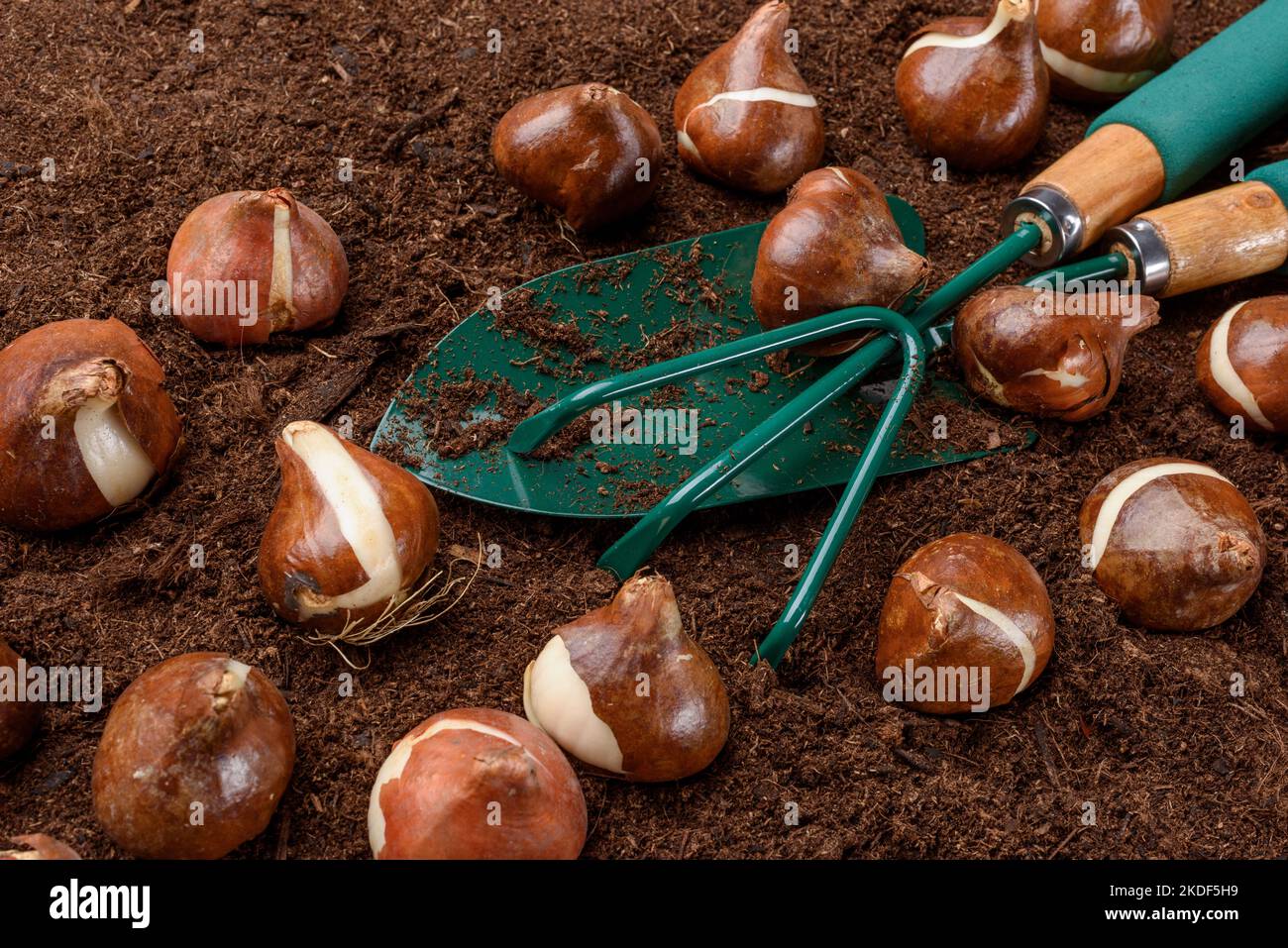 Tulip bulbs planting background. Fall tulips planting and gardening ...