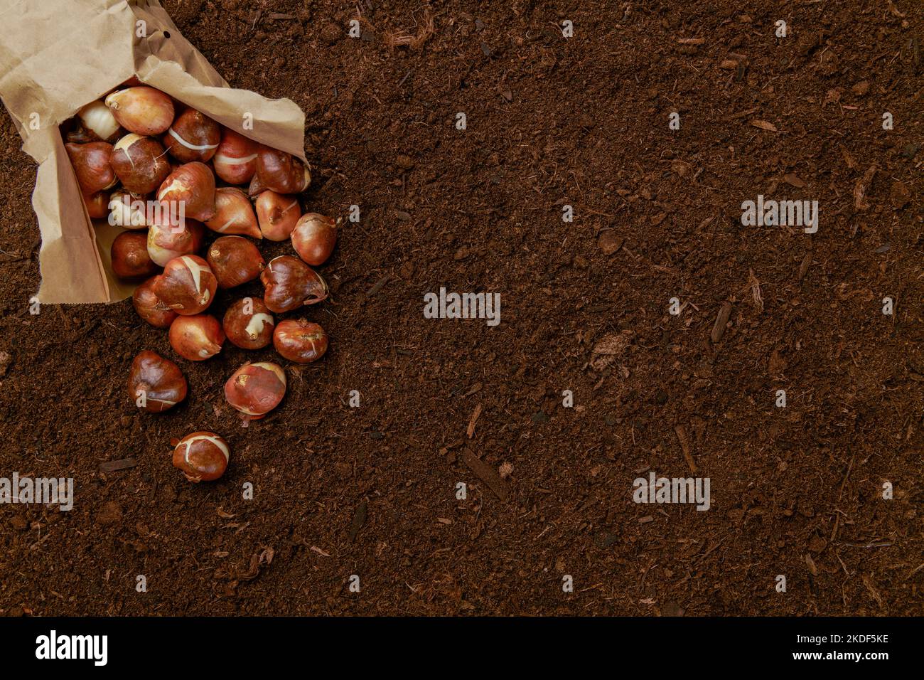 Tulip bulbs planting background. Fall tulips planting and gardening ...