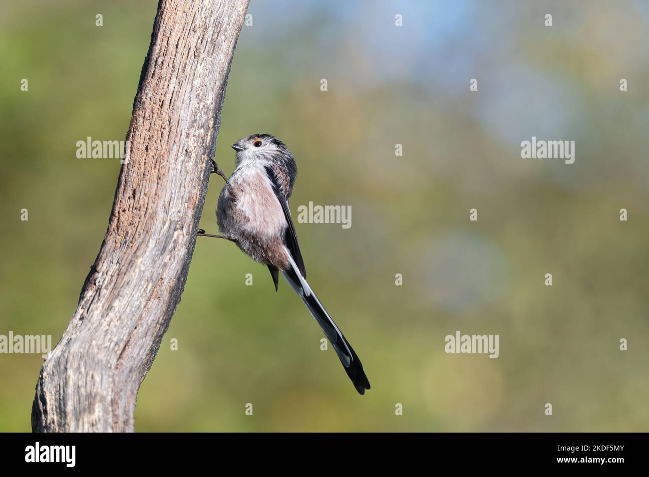 Long-tailed tit bird (Aegithalos caudatus), England, UK Stock Photo - Alamy