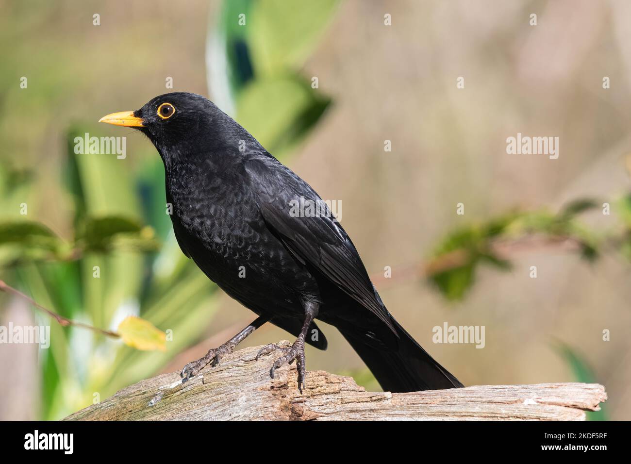 Male blackbird (Turdus merula, common blackbird), England, UK Stock ...