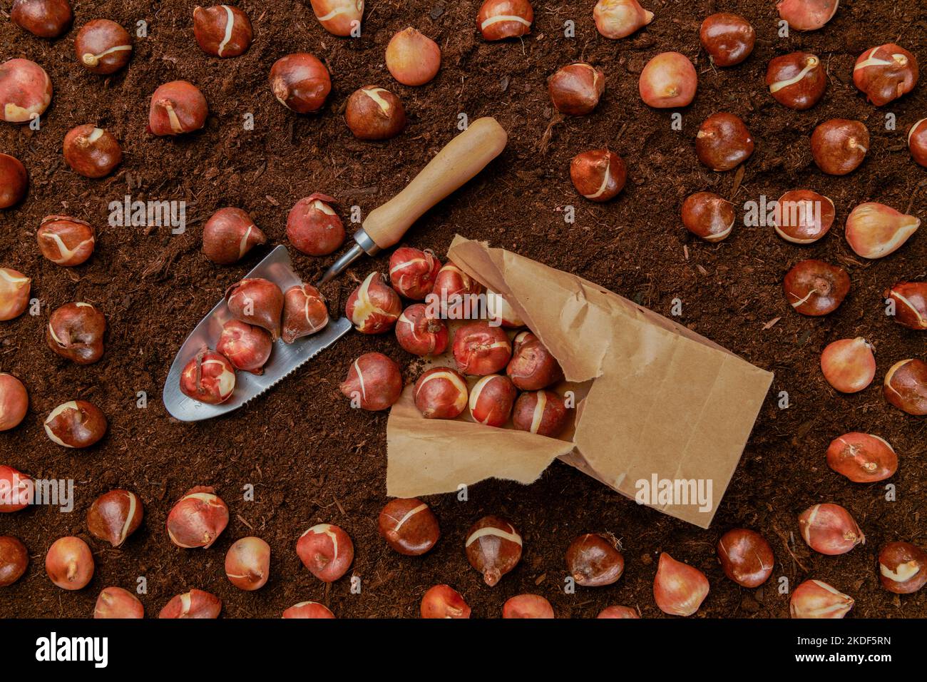 Tulip bulbs planting background. Fall tulips planting and gardening ...