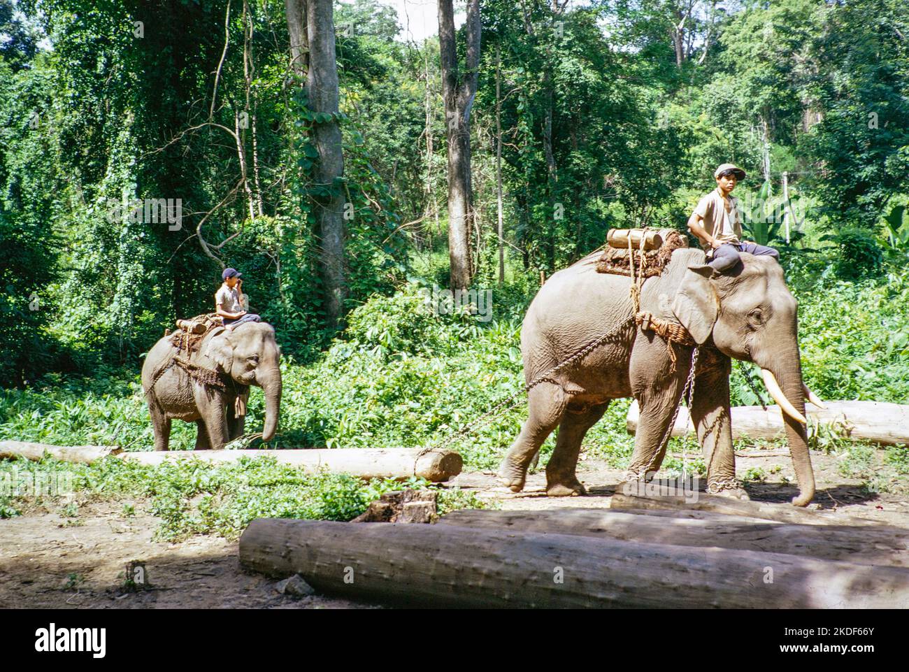Elephants at work with timber logs in forestry area, Thailand, Asia ...