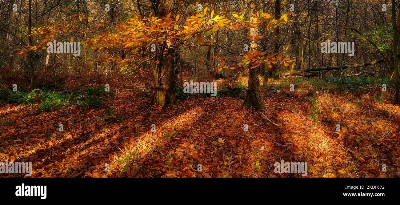 Autumn colours colors in a Surrey wood UK Stock Photo - Alamy