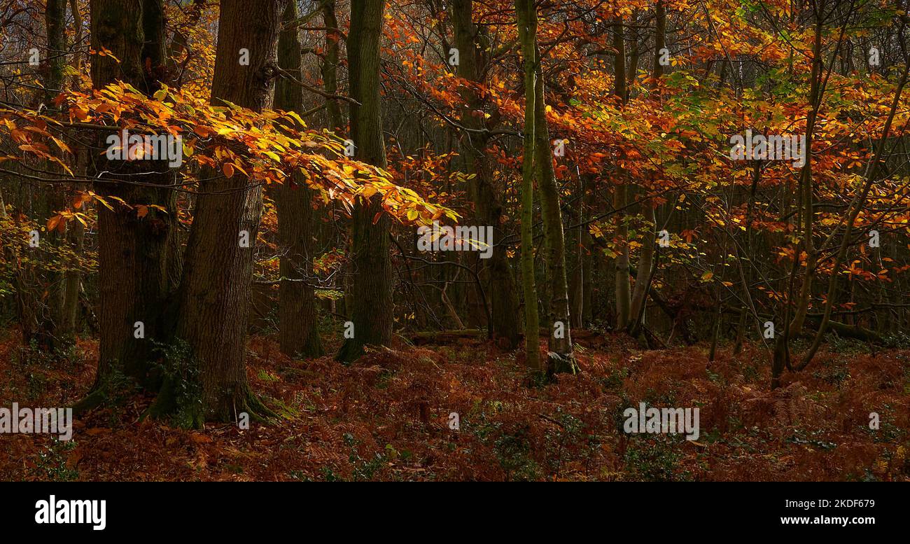 Autumn colours colors in a Surrey wood UK Stock Photo - Alamy