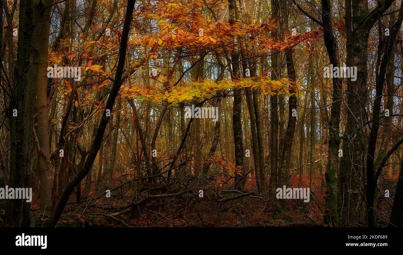 Autumn colours colors in a Surrey wood UK Stock Photo - Alamy