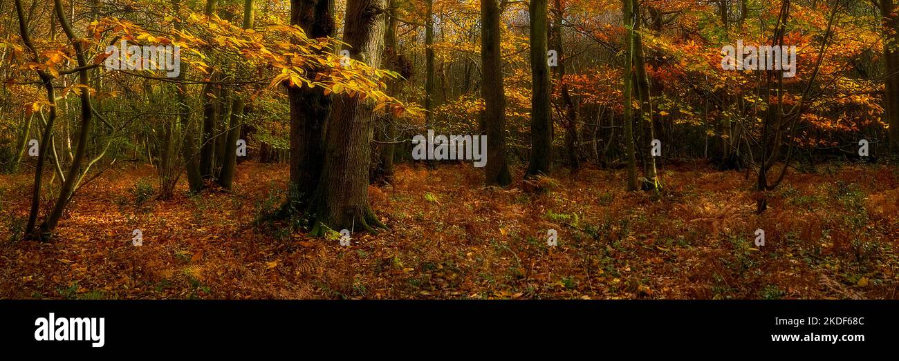 Autumn colours colors in a Surrey wood UK Stock Photo - Alamy