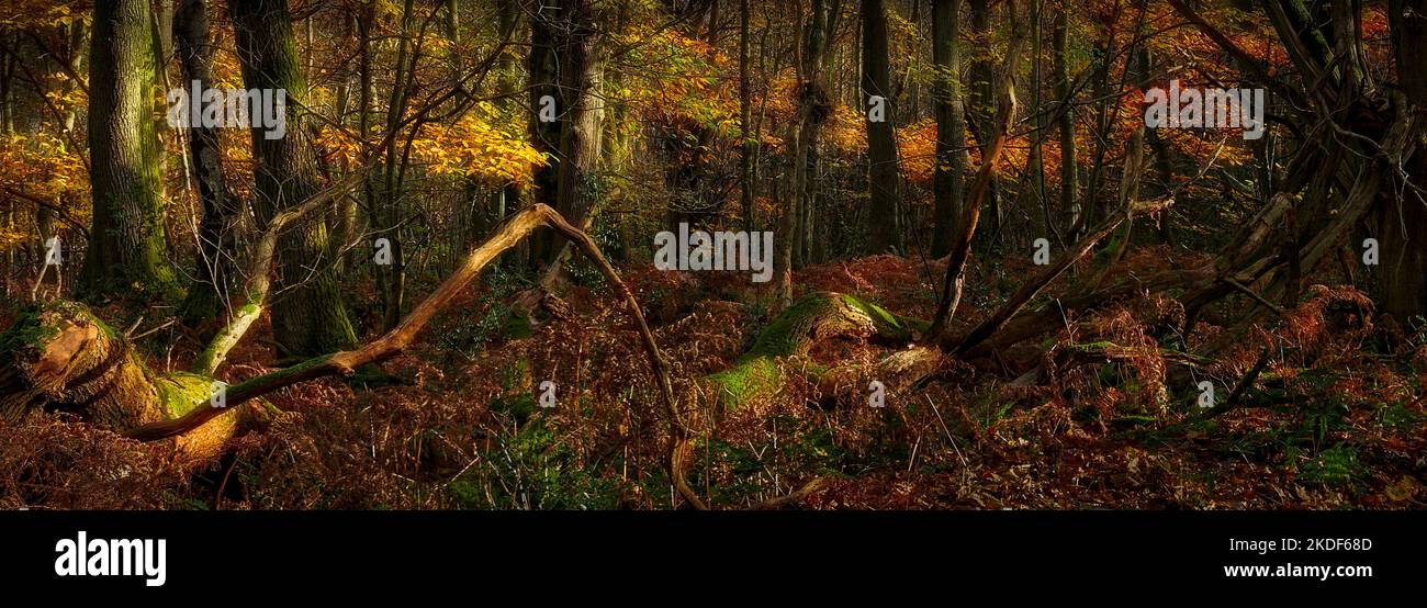 Autumn colours colors in a Surrey wood UK Stock Photo - Alamy