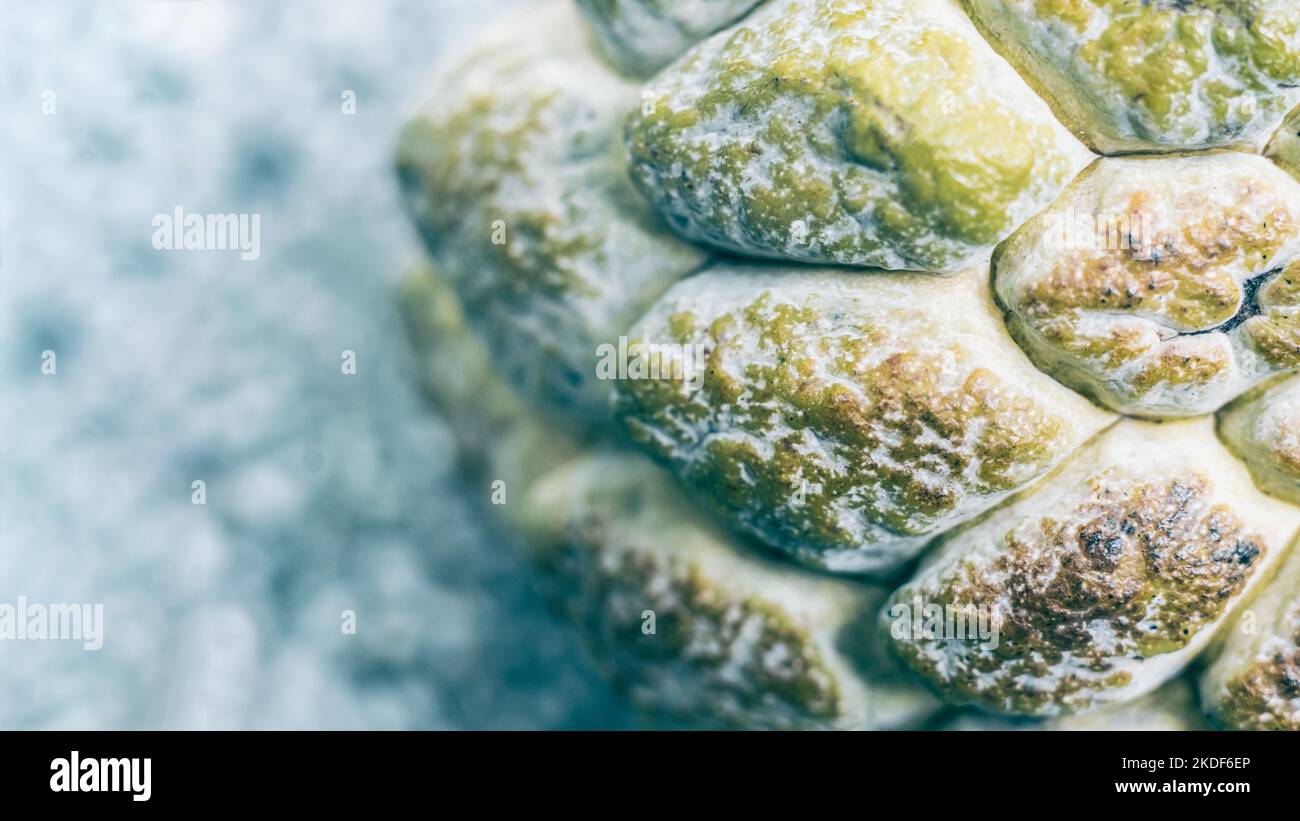 Abstract mystic background beauty nature wallpaper. Real photo close ...