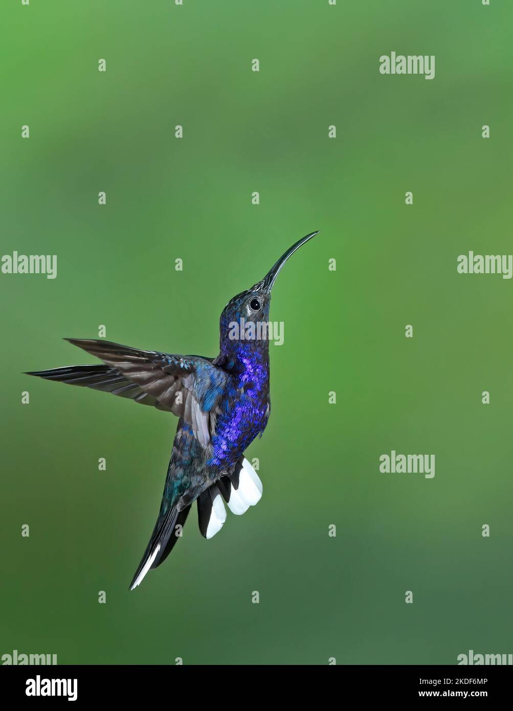 Violet sabrewing hummingbird (Campylopterus hemileucurus) in flight in ...