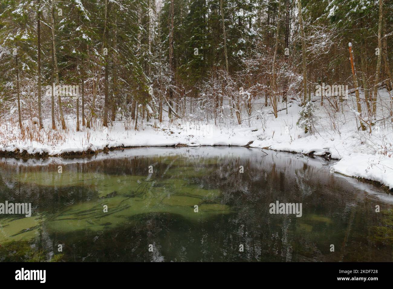 Siniallikad hi-res stock photography and images - Alamy