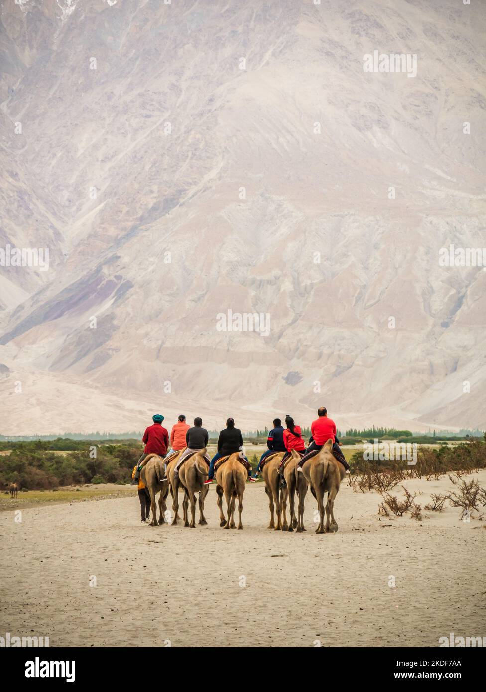 Double hump camels hi-res stock photography and images - Alamy