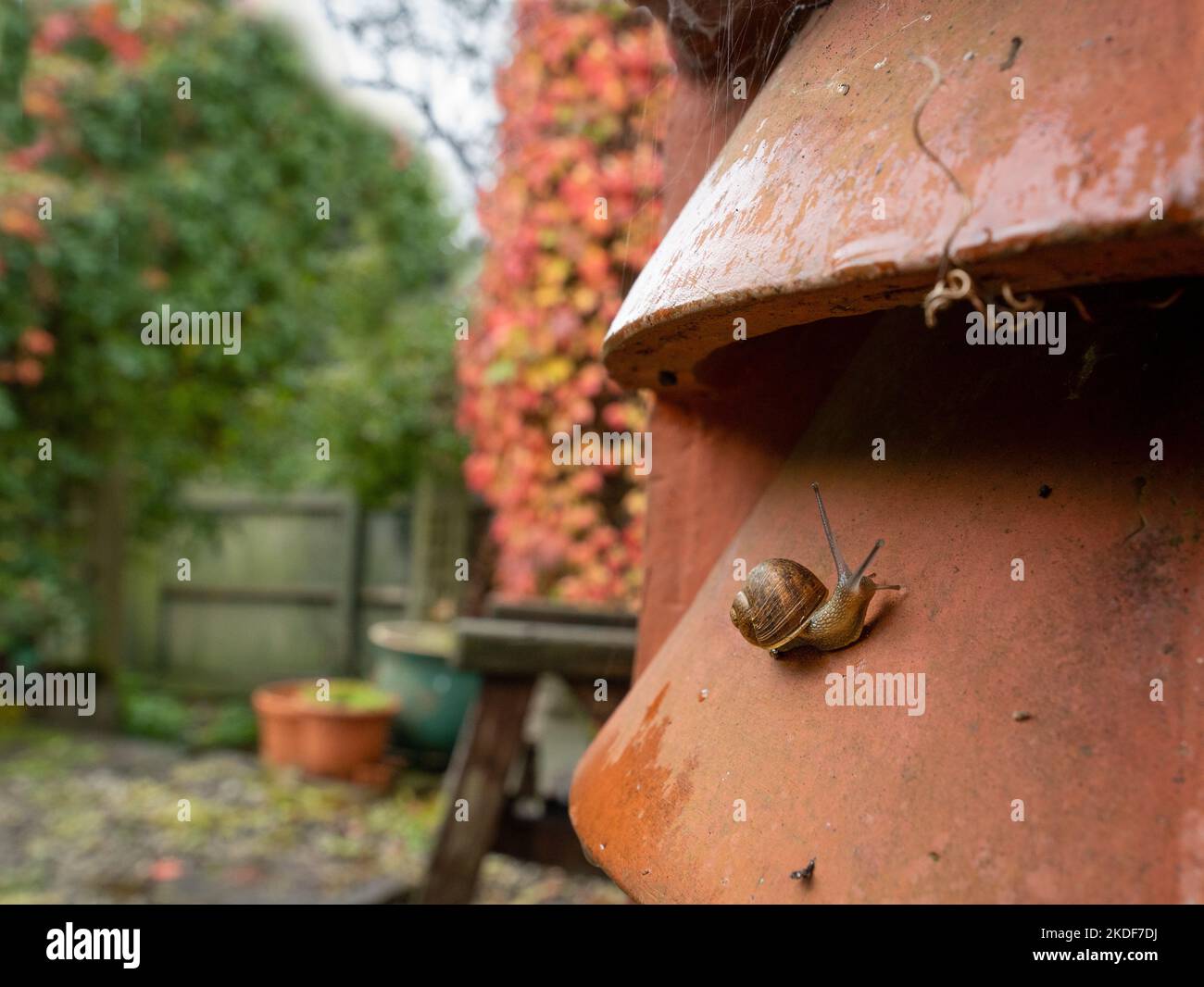 garden snail on plant pots in a garden Stock Photo - Alamy