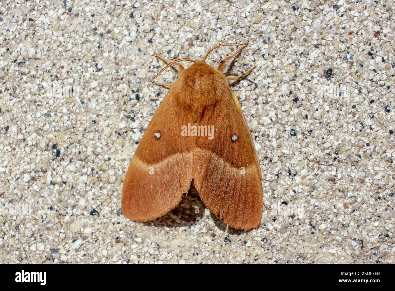 Moth in front of green background hi-res stock photography and images - Alamy