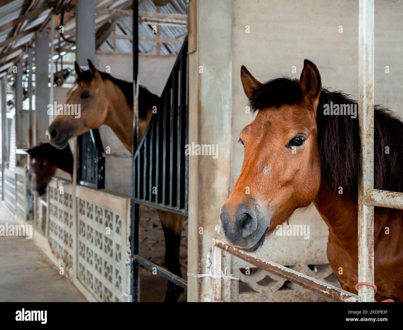 Brown horses standing in a stable locked cage, concrete building ...