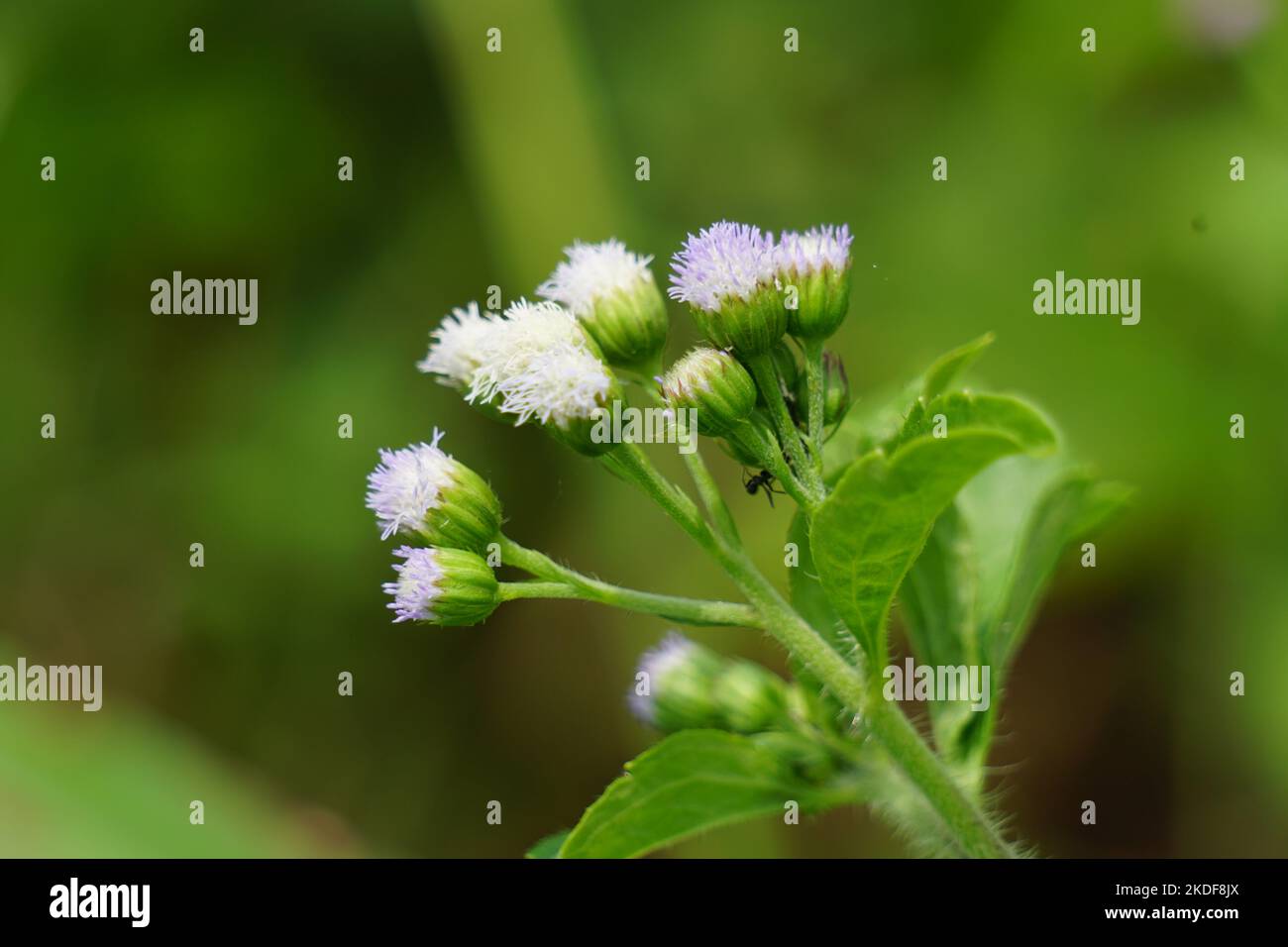 Macro shot Bandotan (Ageratum conyzoides) is a type of agricultural ...