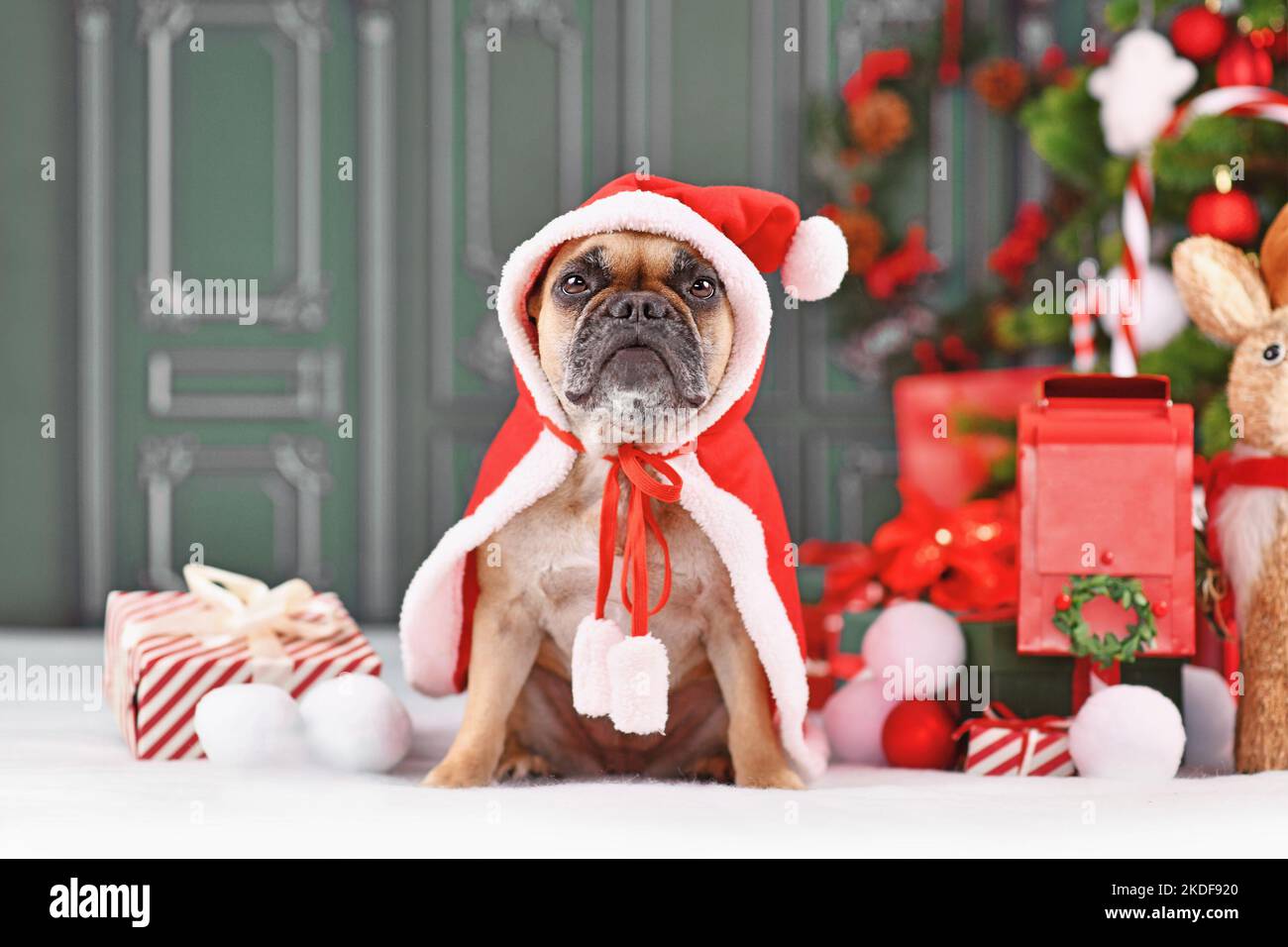 French Bulldog dog with Christmas Santa Claus cape in front of green ...