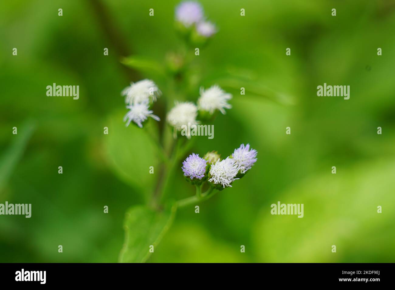 Macro shot Bandotan (Ageratum conyzoides) is a type of agricultural ...