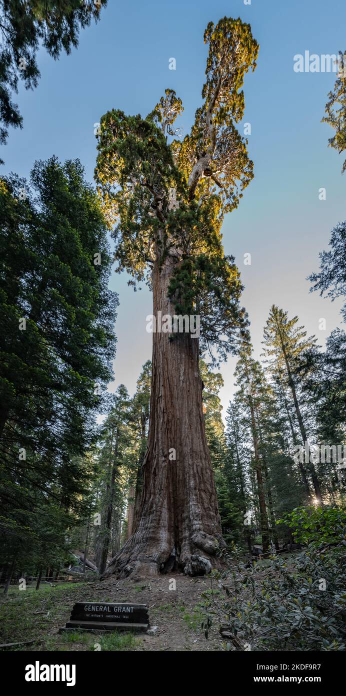 General Grant Tree Towers in forest of Kings Canyon National Park Stock ...