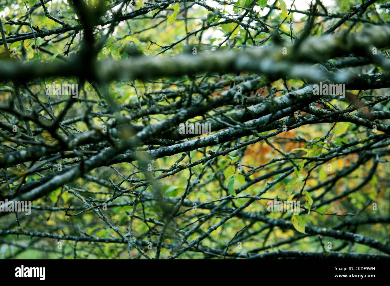 Tangled tree branches hi-res stock photography and images - Alamy