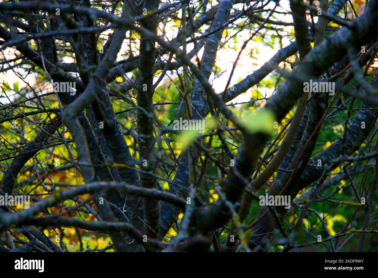 Tangled green tree trunk in a summer Stock Photo - Alamy