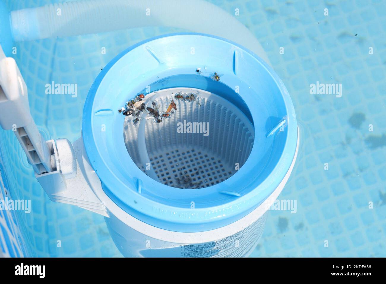 Top view of the blue skimmer for cleaning the pool in clear water ...