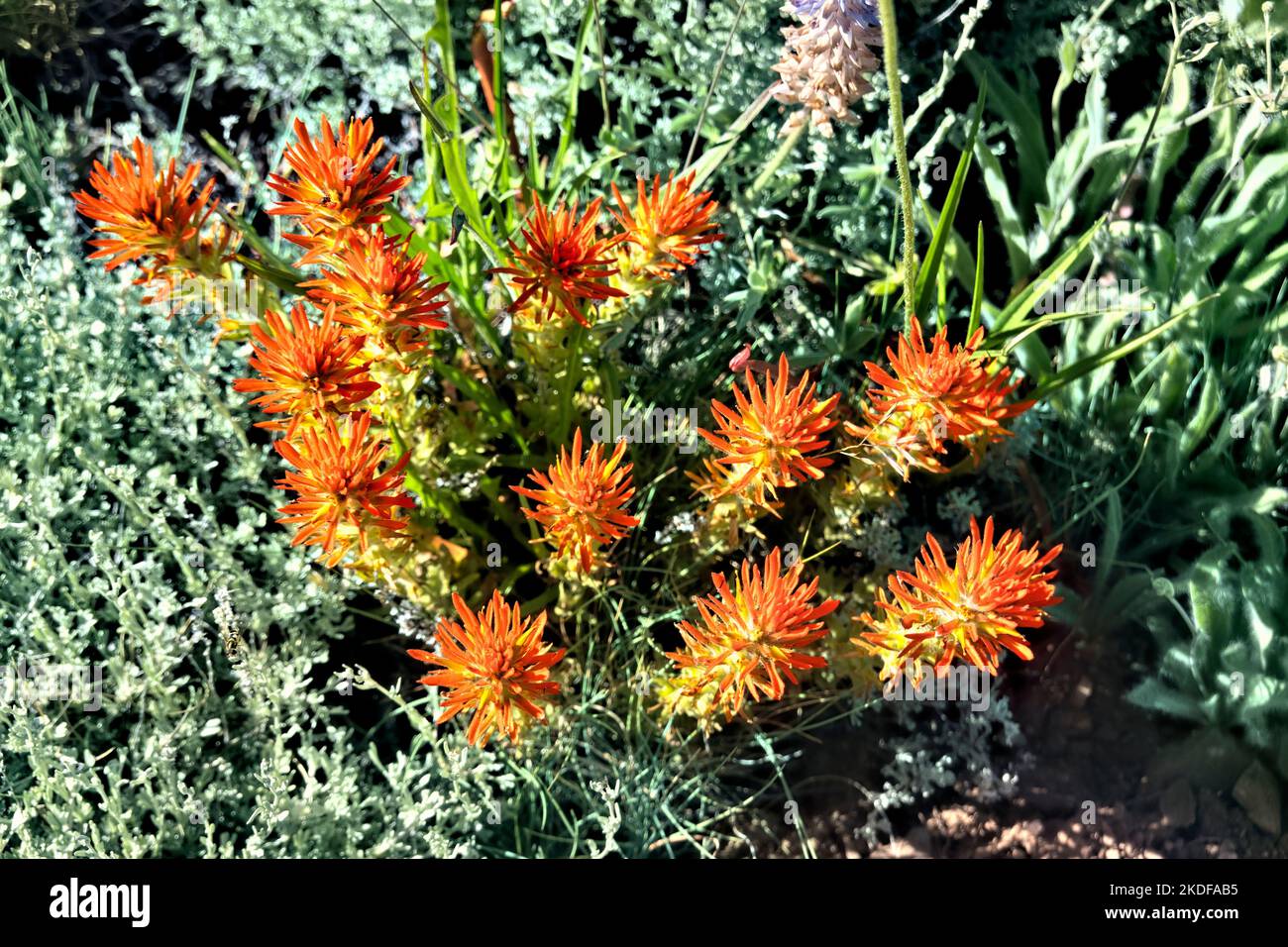 Indian paintbrush castilleja miniata hi-res stock photography and ...