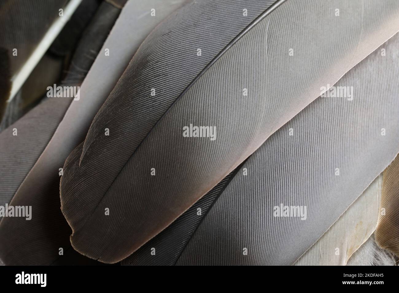 Beautiful dark brown feathers lines abstract pattern texture background ...