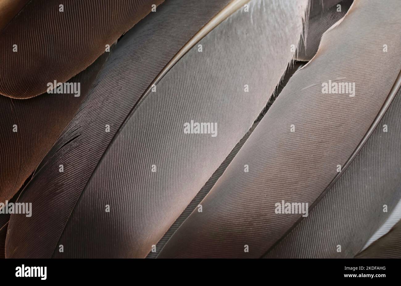 Beautiful dark brown feathers lines abstract pattern texture background ...