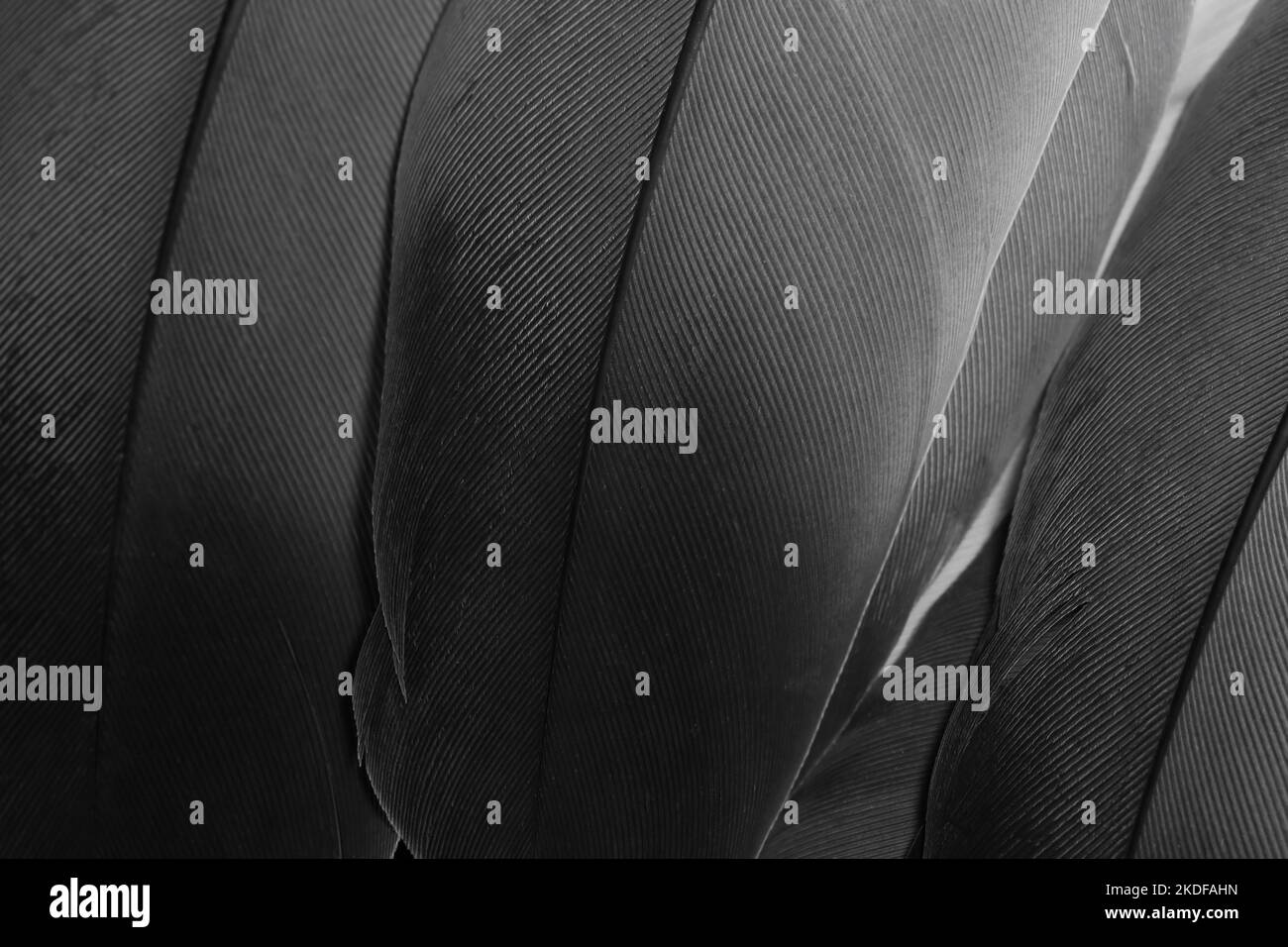 Beautiful dark brown feathers lines abstract pattern texture background ...