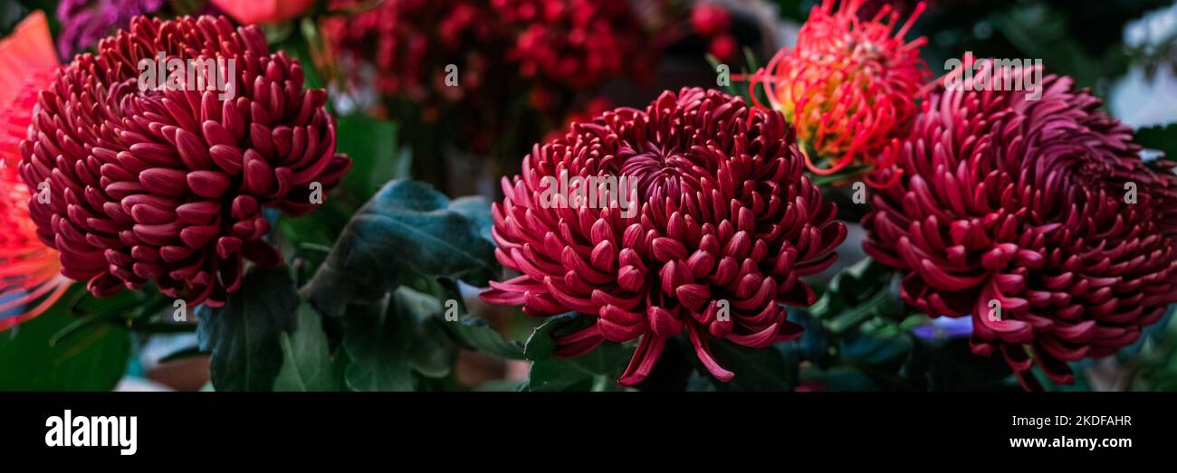 Dark plum purple chrysanthemums flowers background. Web banner Stock ...