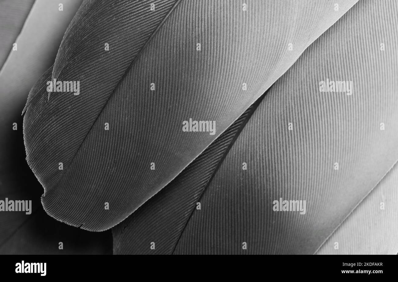 Beautiful dark brown feathers lines abstract pattern texture background ...