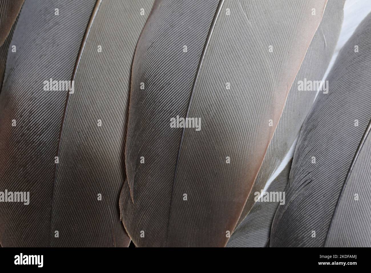 Beautiful dark brown feathers lines abstract pattern texture background ...