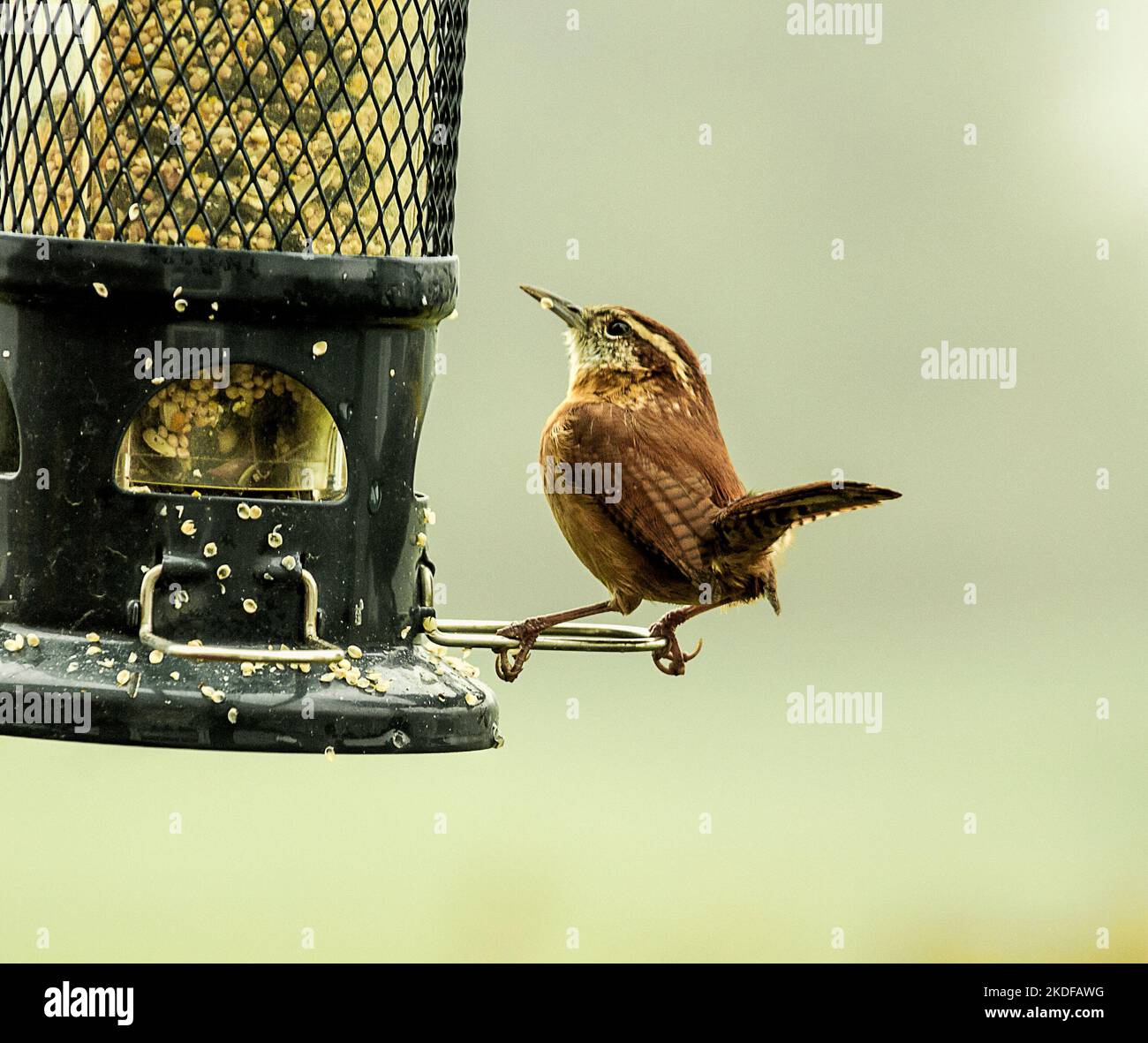Wren bird cautiously feeds at bird feeder Stock Photo - Alamy