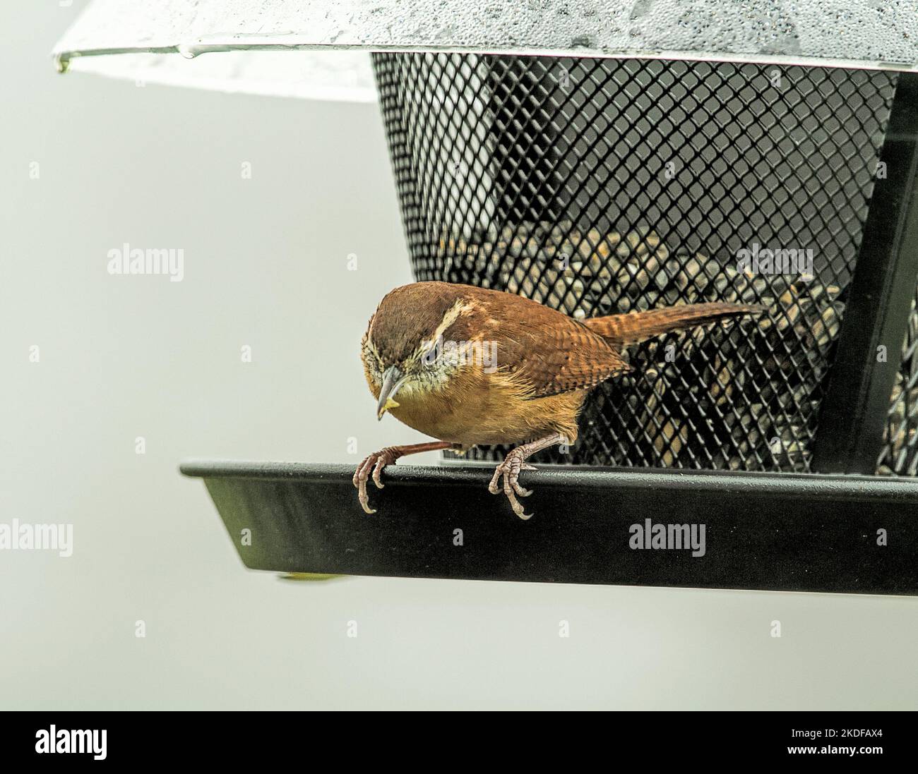 Wren bird cautiously feeds at bird feeder Stock Photo - Alamy