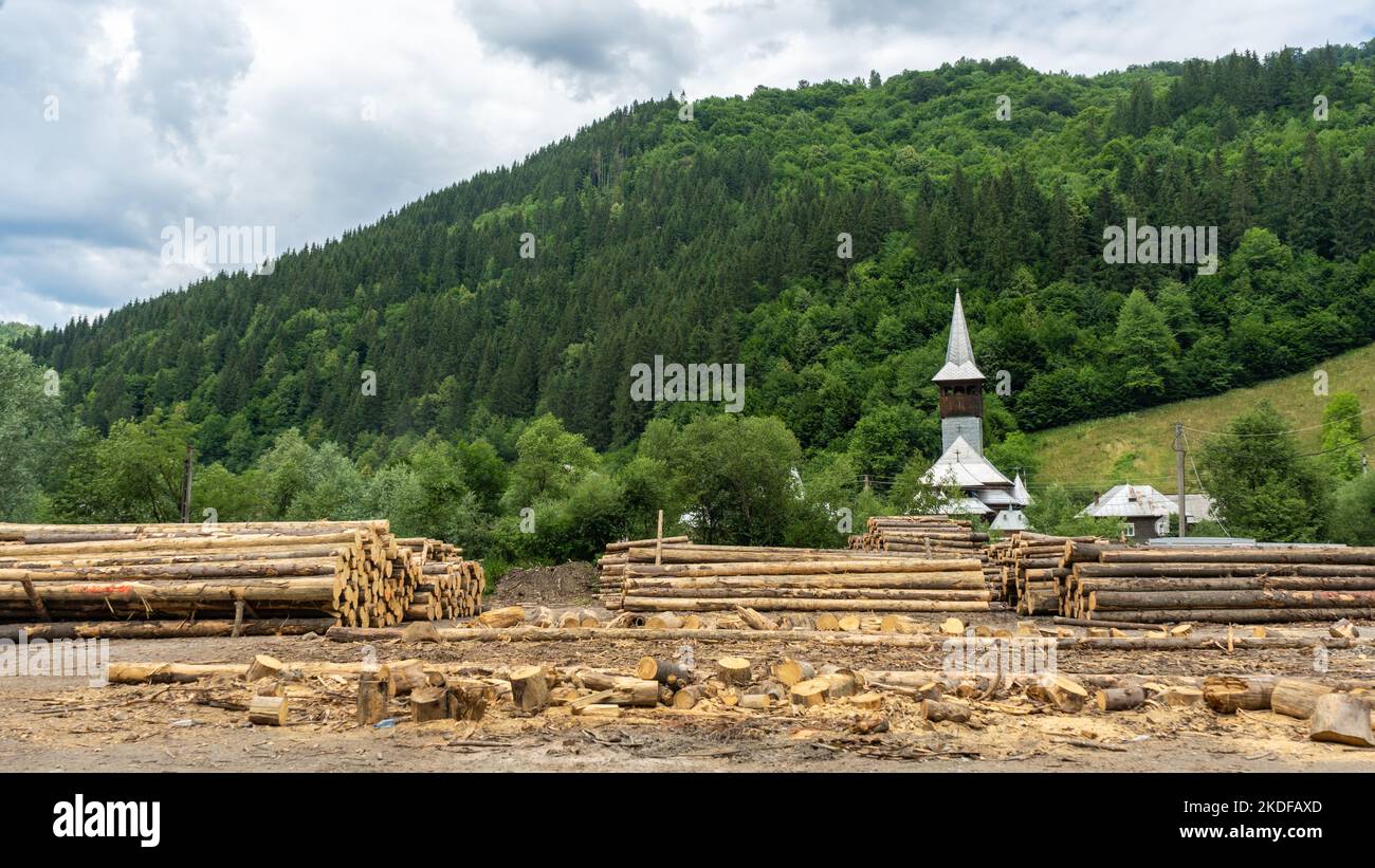 Cut trees, forest cutting area, forest protection concept. Lumberjack ...