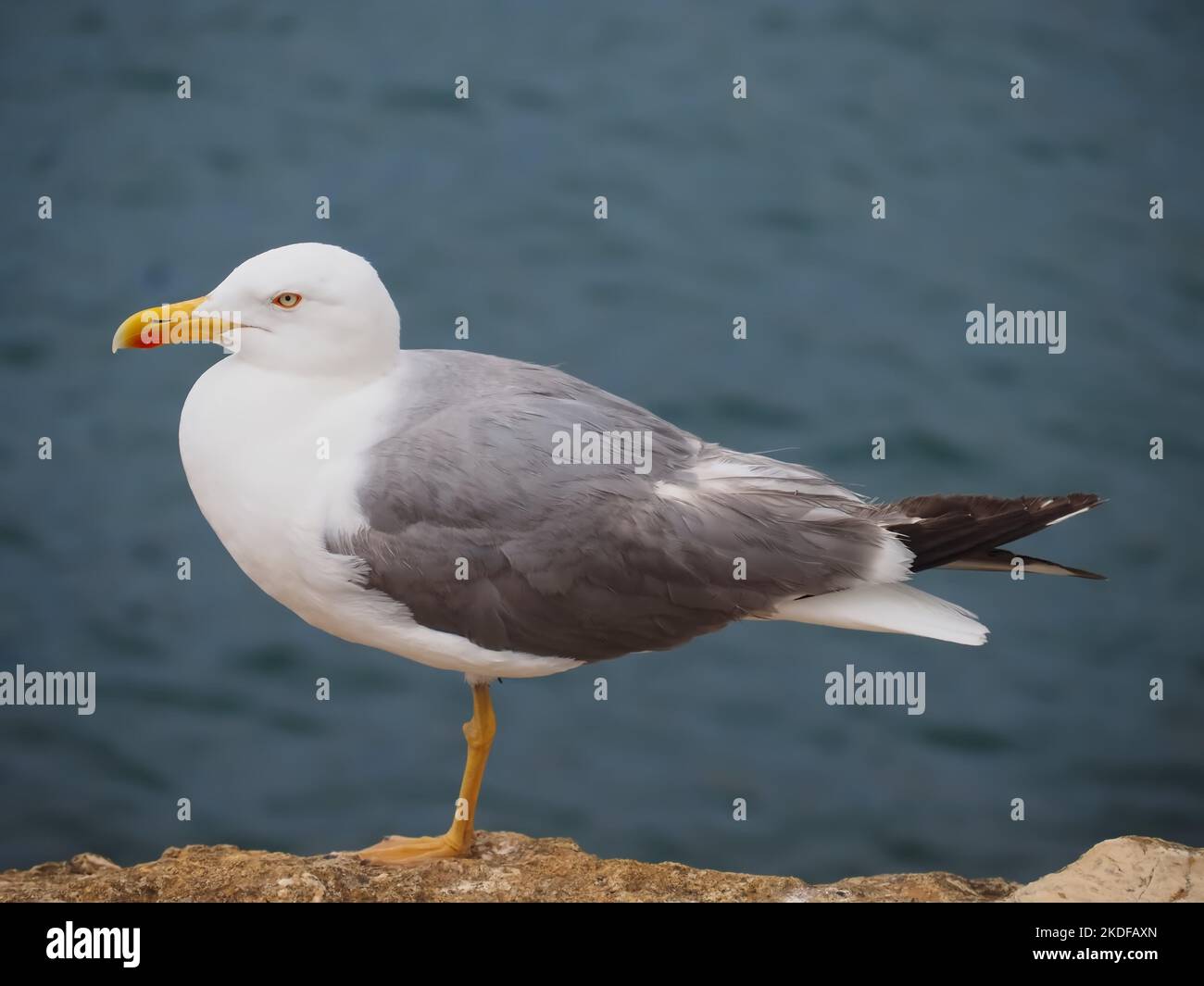 Herring gull Larus argentatus portrait with blue background Stock Photo ...