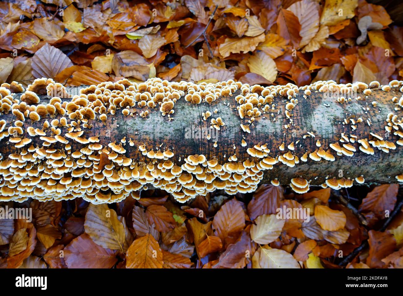 Trametes versicolor – also known as Coriolus versicolor and Polyporus ...