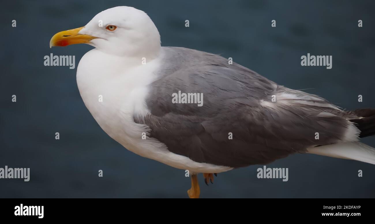 Herring gull Larus argentatus portrait with blue background Stock Photo ...