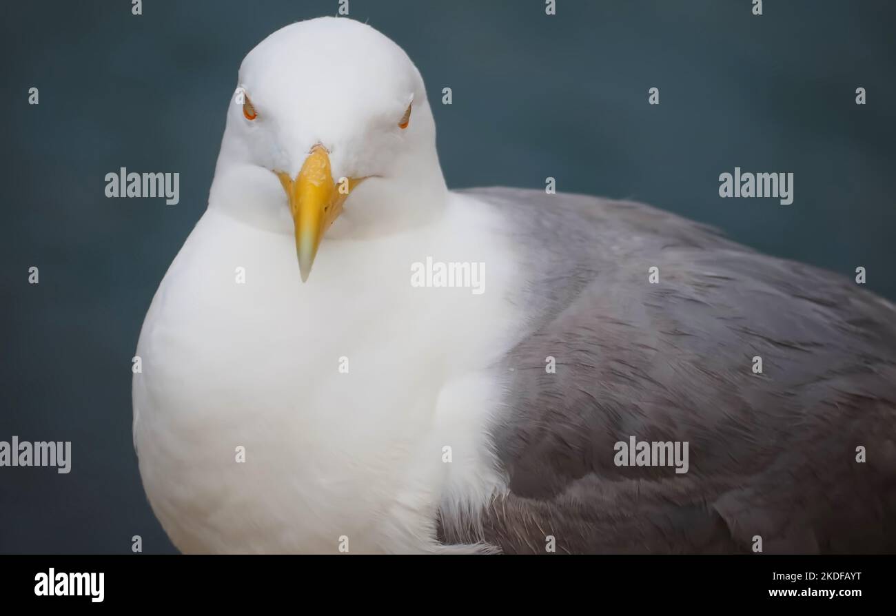 Herring gull Larus argentatus portrait with blue background Stock Photo ...