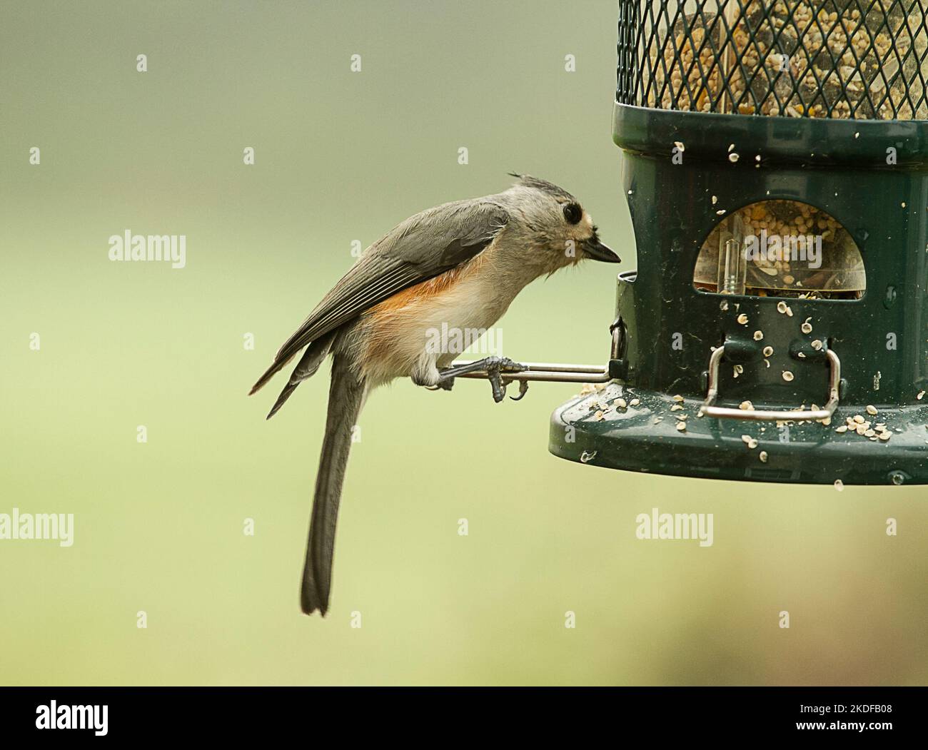 Titmouse Bird at birdfeeder Stock Photo - Alamy