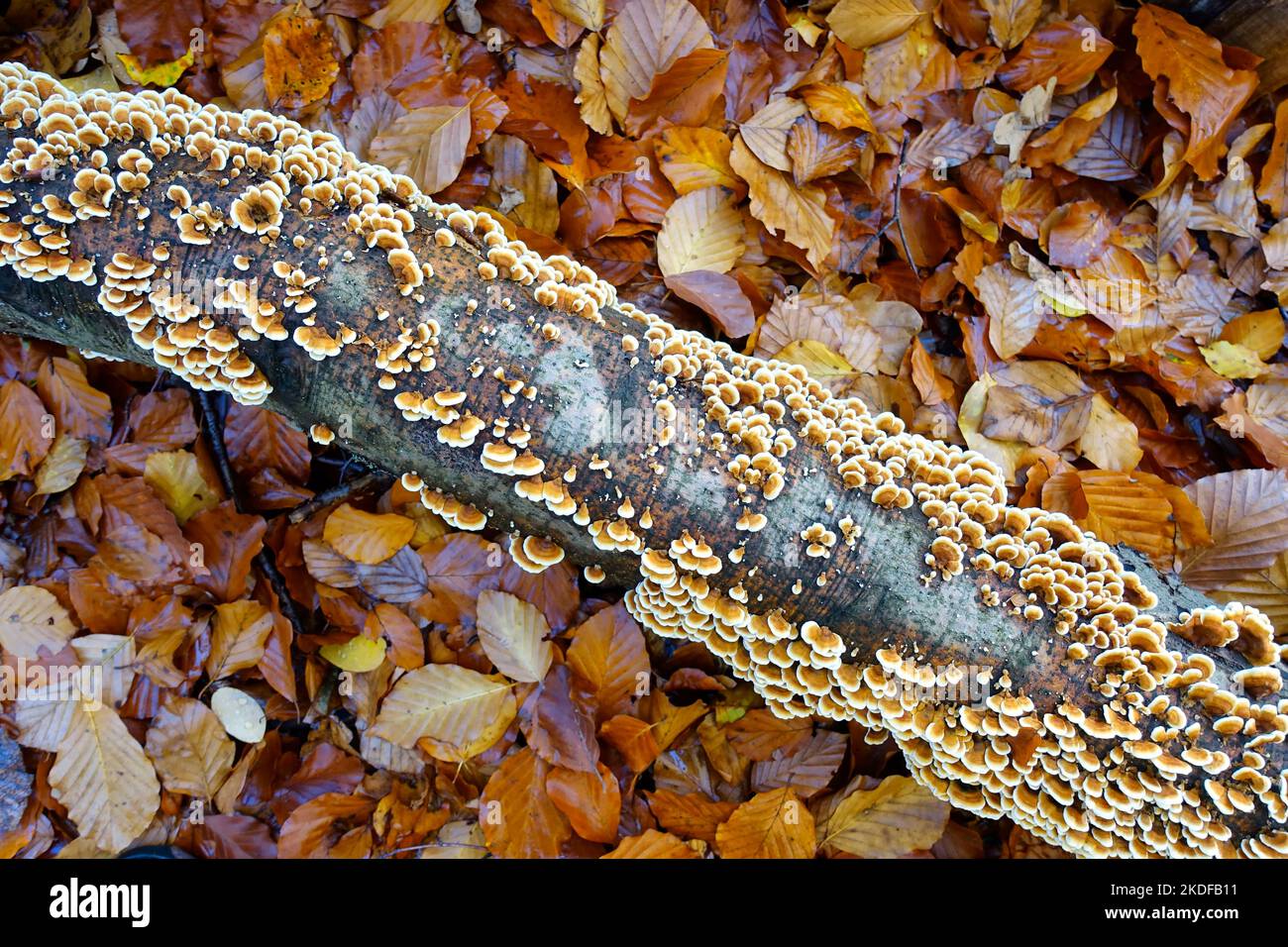 Trametes versicolor – also known as Coriolus versicolor and Polyporus ...